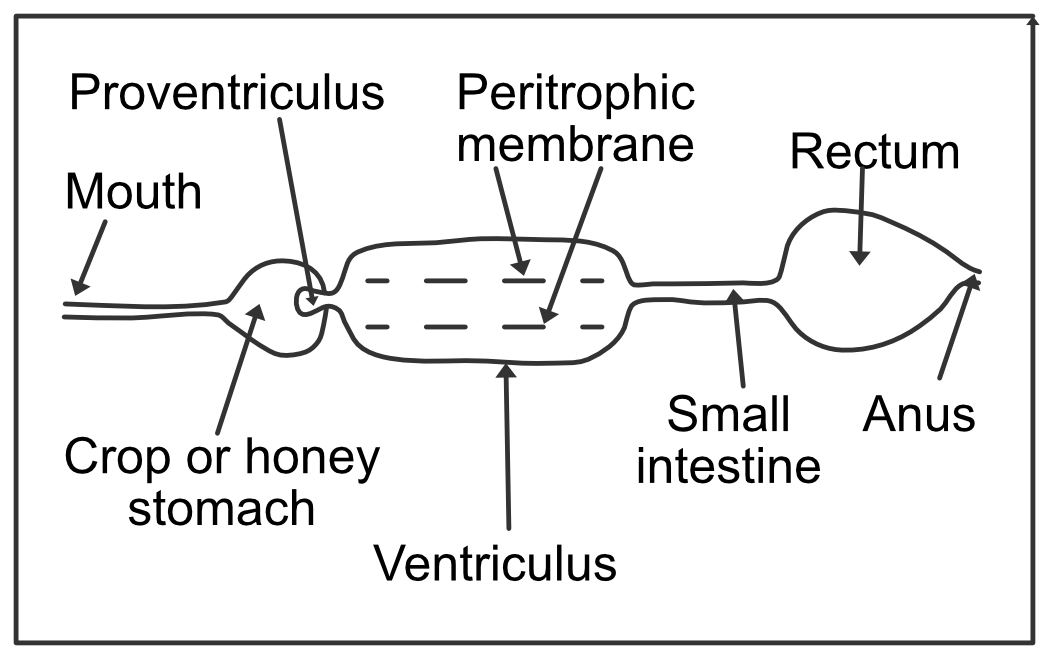 Home - East Devon Beekeepers